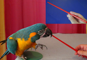 Parrot DVDS | Parrot Books | Parrot Training